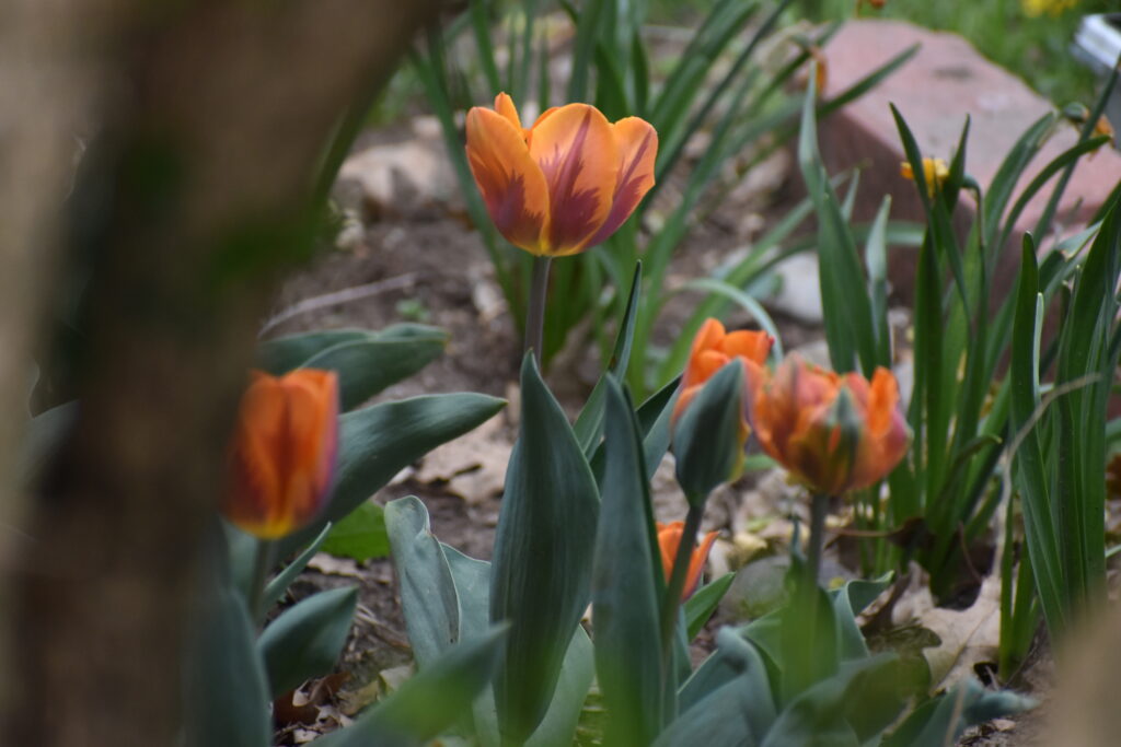 Orange Tulip Obsession